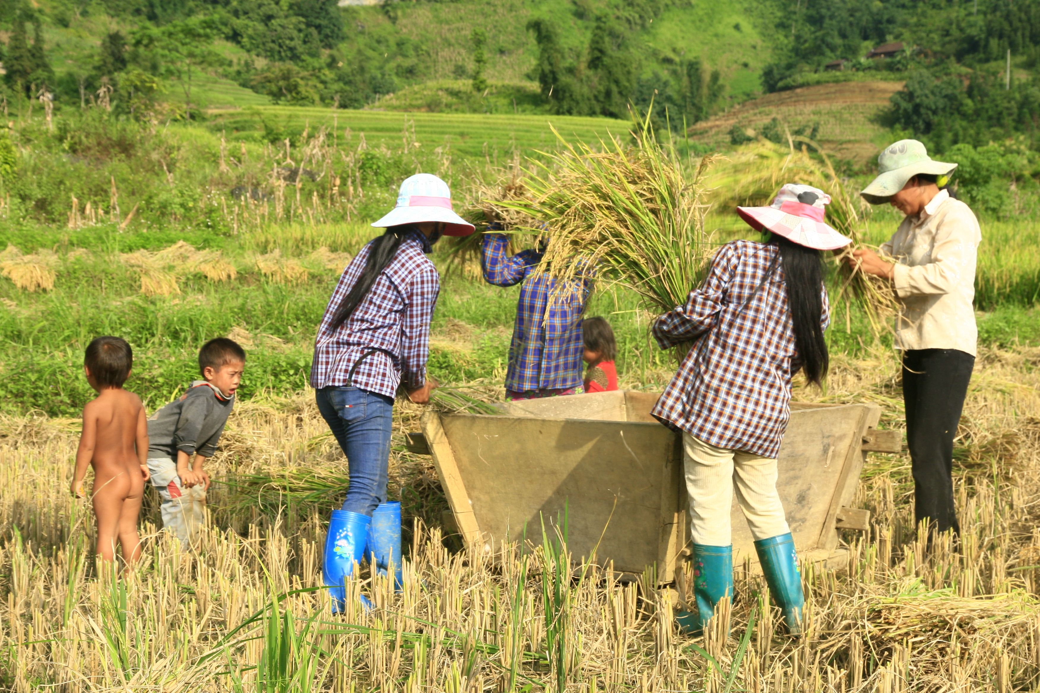 La riziculture inondée au Vietnam | GUIDE FRANCOPHONE AU VIETNAM